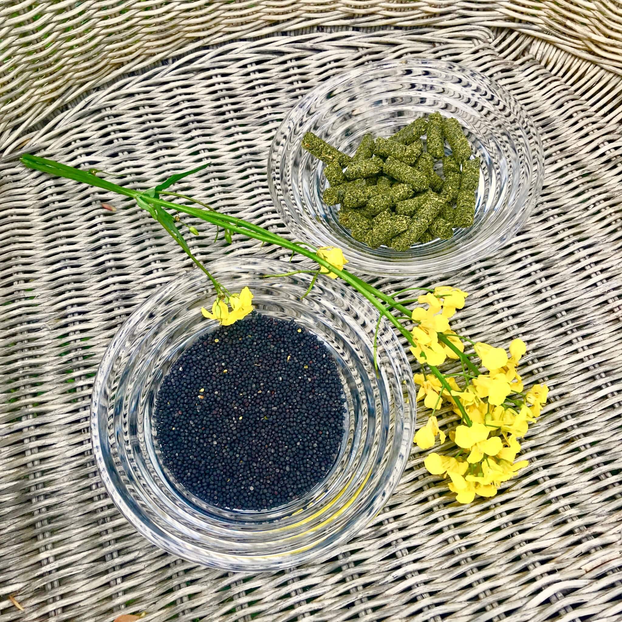 Raps: Das Gold Ostholsteins - Strandkorb-Gefluester