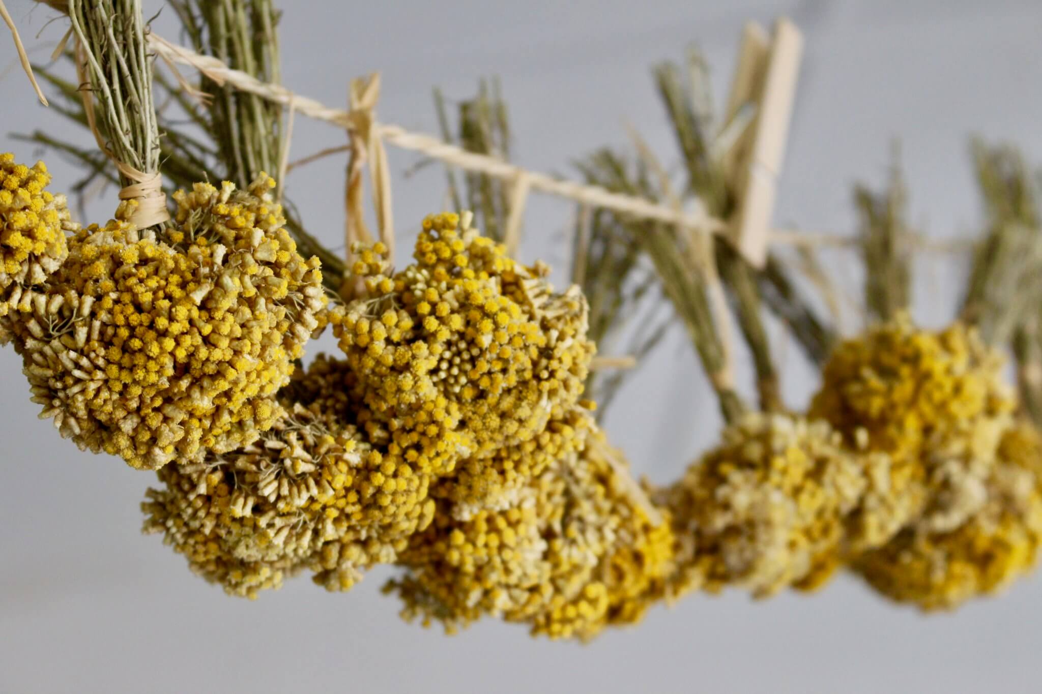 Immortelle wirkung Archive - Strandkorb-Gefluester